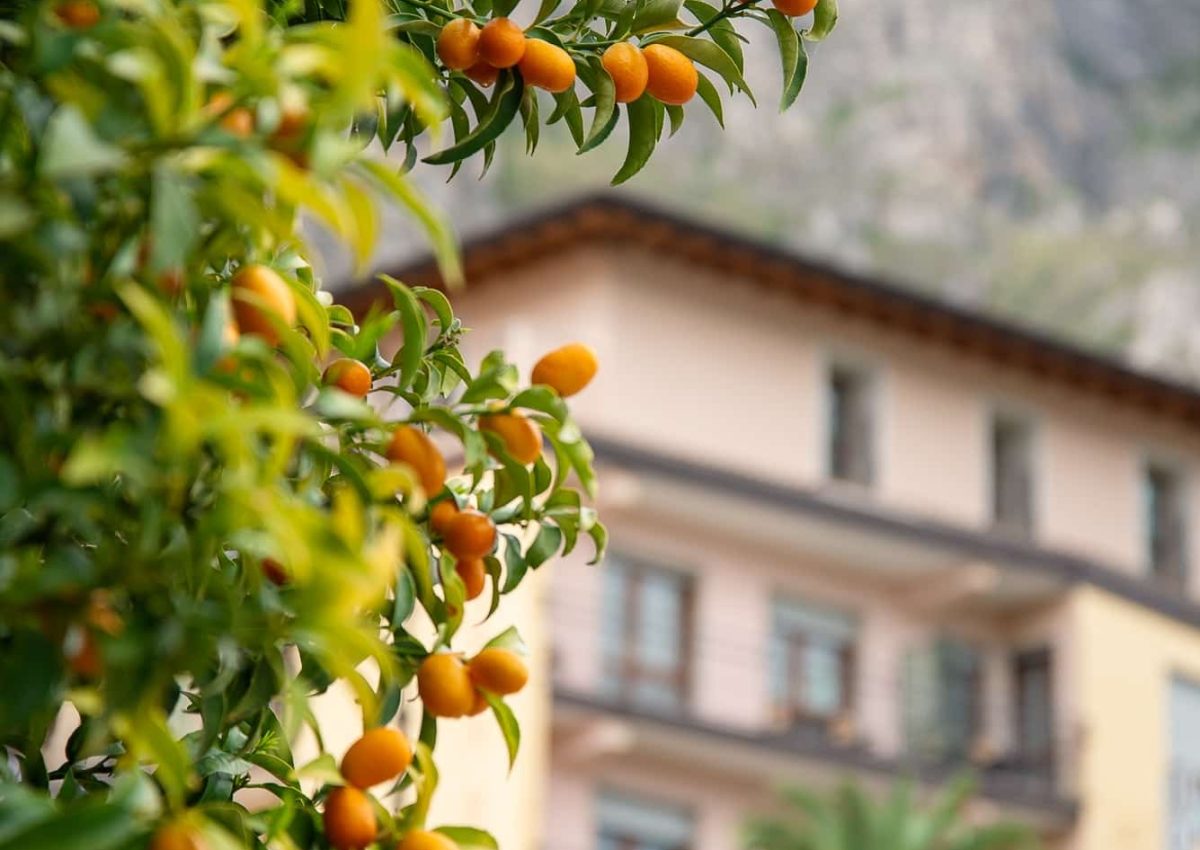 Quels sont les arbres fruitiers faciles à cultiver